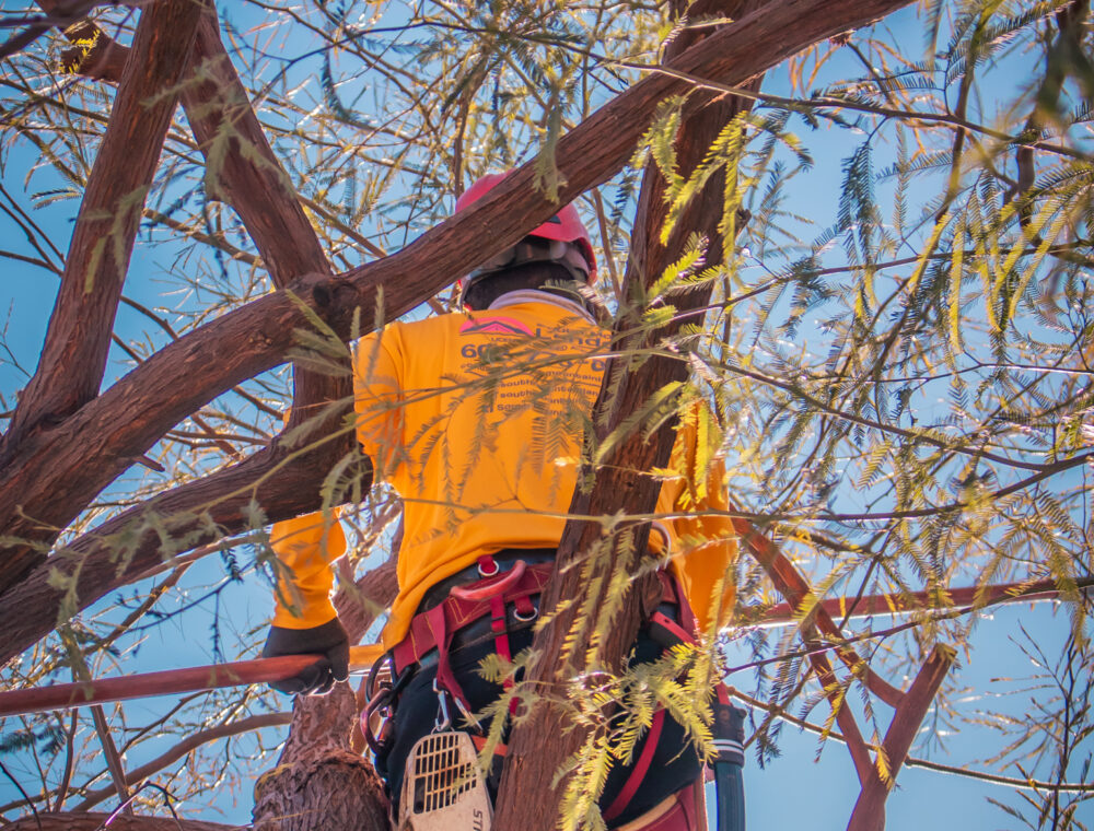Benefits of Regular Tree Trimming | South Mountain Landcare
